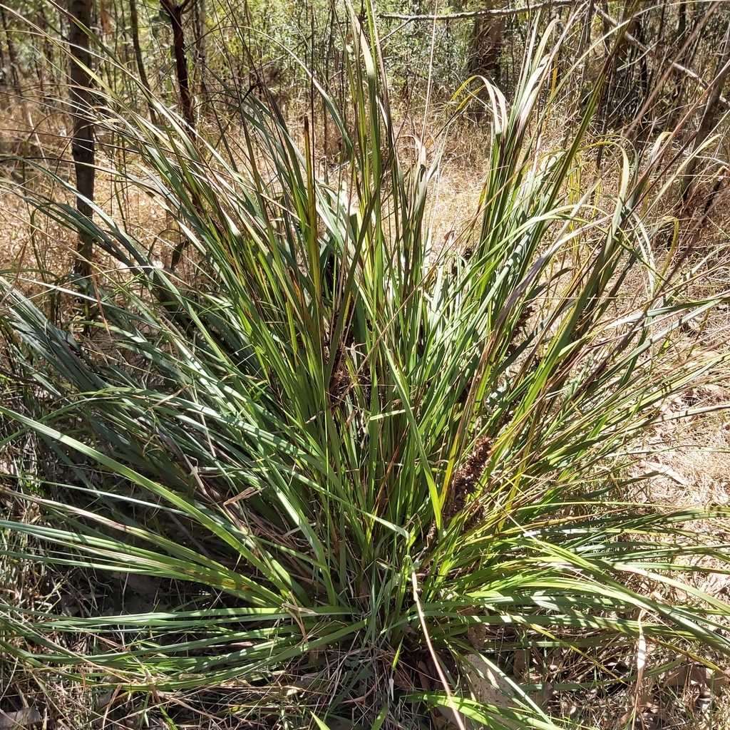 Red-berried Saw-sedge from Laguna NSW 2325, Australia on July 27, 2023 ...