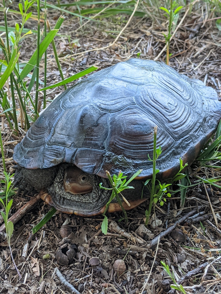 Diamondback Terrapin in June 2021 by Bill Rankin · iNaturalist