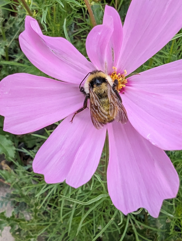 White-shouldered Bumble Bee from Lakewood on July 29, 2023 at 07:19 PM ...