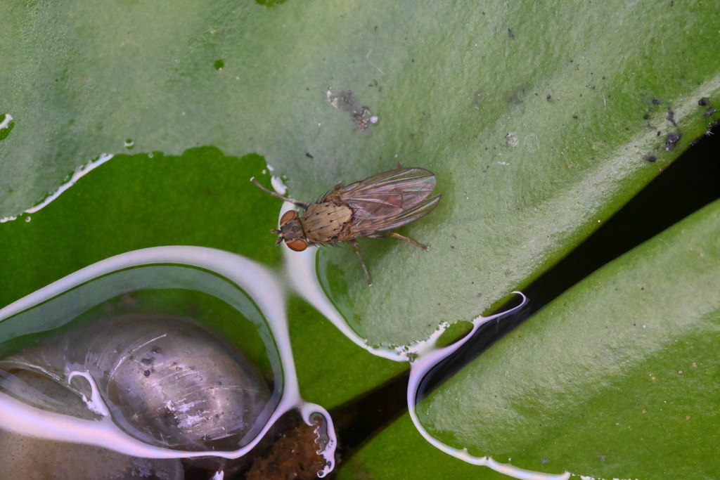 Notiphila from 中国北京市朝阳区 on July 28, 2023 at 03:28 PM by Yushi Wang ...