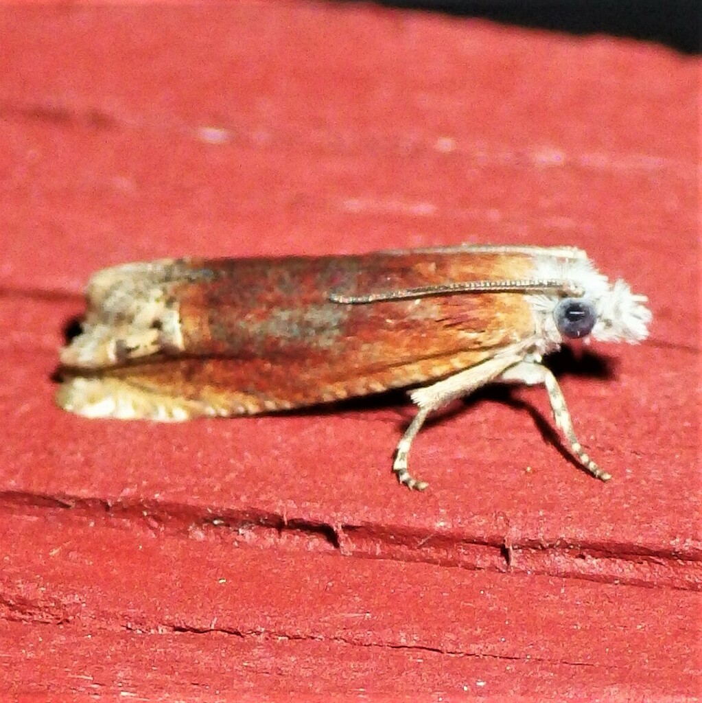Reddish Eucosma Moth from Fitzgerald Rd, Burdett, NY 14818, USA on July ...