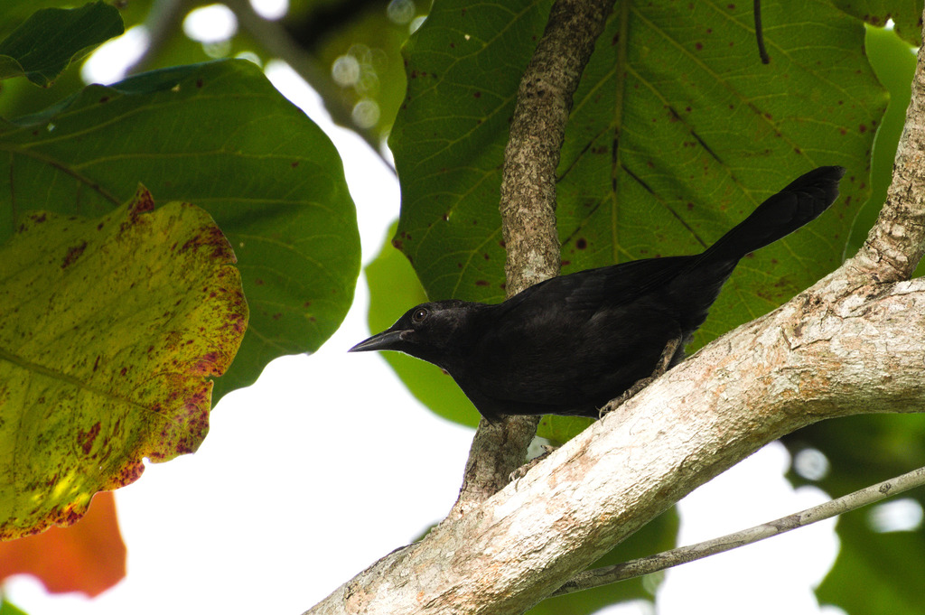 Greater Antillean Grackle from Pitahaya, Luquillo, Puerto Rico on July ...