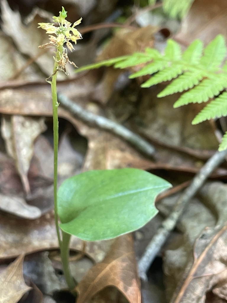 green adder's-mouth in July 2023 by Tara Rose Littlefield · iNaturalist