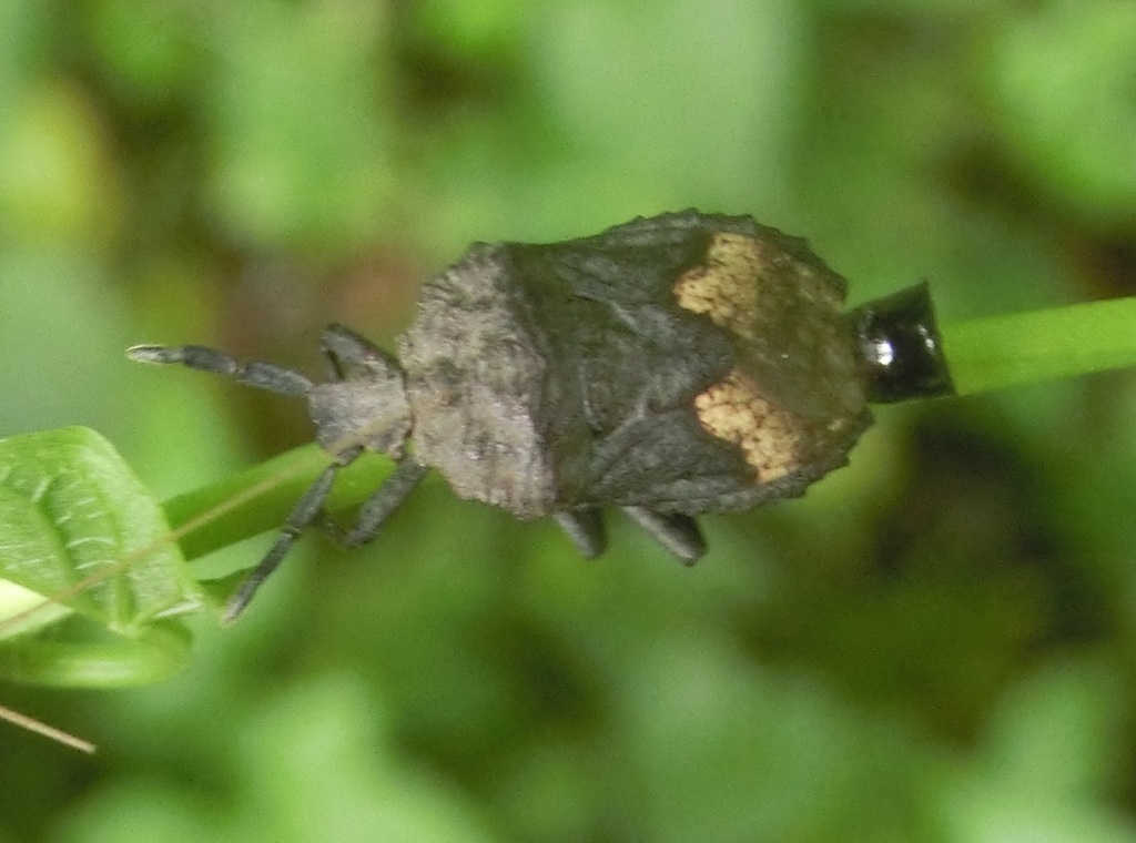Megymenum brevicorne from 台灣彰化縣 on July 29, 2023 at 10:07 AM by ...