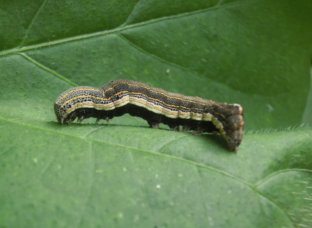 Aedia from 台灣彰化縣 on July 29, 2023 at 10:09 AM by r88621108 · iNaturalist