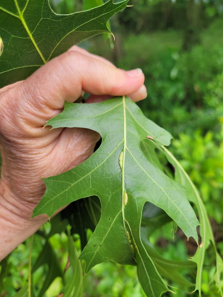 Oak Vein Pocket Gall Midge from Erie, PA 16507, USA on July 27, 2023 at ...