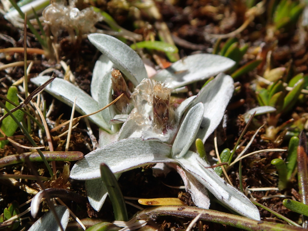 Euchiton sp. (Cloud Nine Plants) · iNaturalist