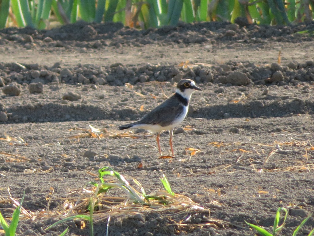 Little Ringed Plover from Akanuma, Kasukabe, Saitama 344-0015, Japan on ...