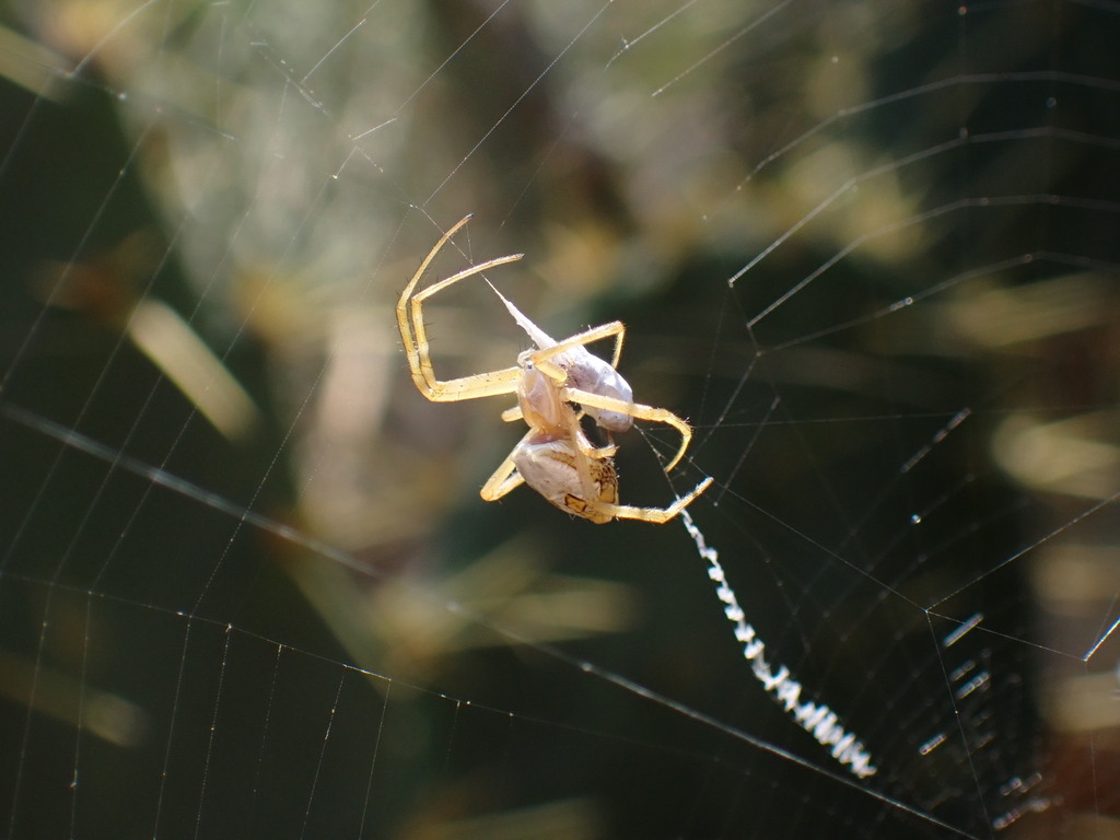 Spiders from South Side, Corpus Christi, TX, USA on July 29, 2023 at 11 ...