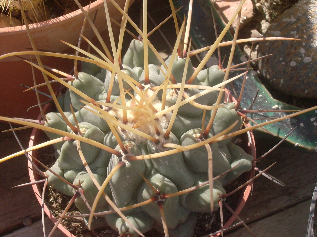 Thelocactus rinconensis in October 2010 by mygardenspecies · iNaturalist