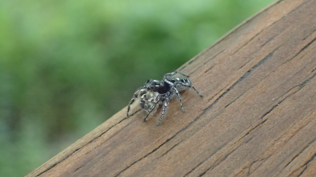 Putnam's Jumping Spider in July 2023 by Erich P. Hofmann · iNaturalist