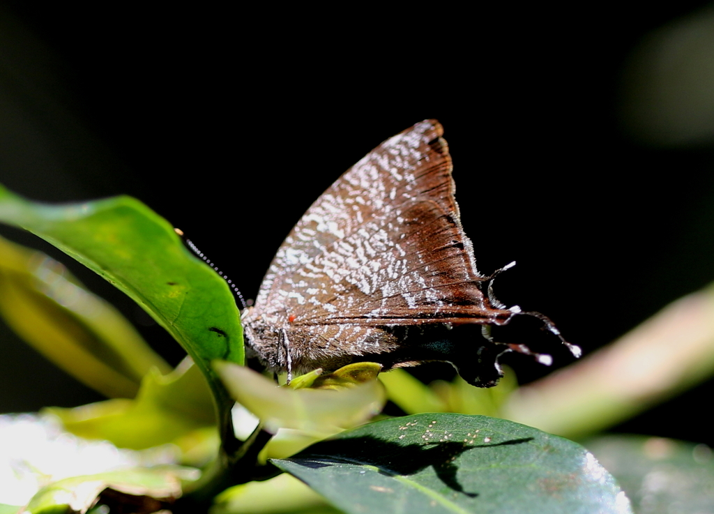 Brevianta undulata from Pueb Machu Picchu, 08681, Peru on September 1 ...