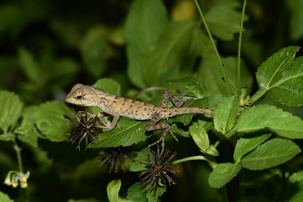 Calotes wangi wangi from 广西壮族自治区崇左市扶绥县渠楠 邮政编码: 532112 on July 29, 2023 ...
