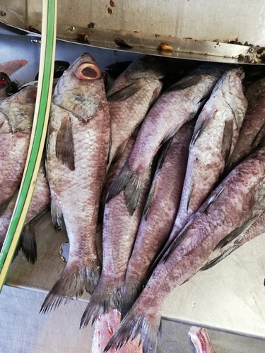 Black Cubehead (Cubiceps baxteri) · iNaturalist