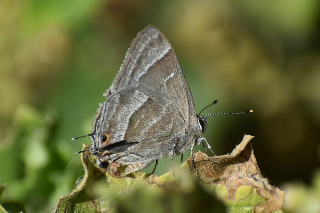Daraba Desert Groundstreak from Huarochirí Province, Peru on July 29 ...