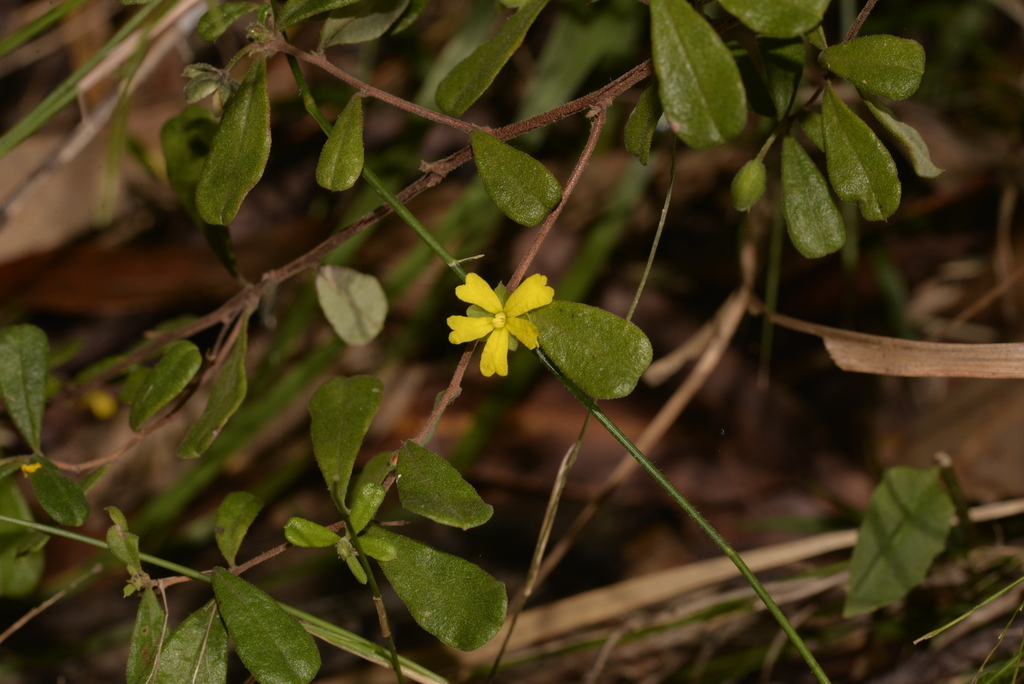 Rough Guinea Flower from Coffs Harbour NSW, Australia on July 30, 2023 ...