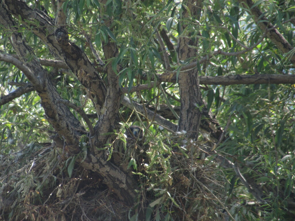 Swainson's Hawk in June 2023 by Matthew Cozart · iNaturalist