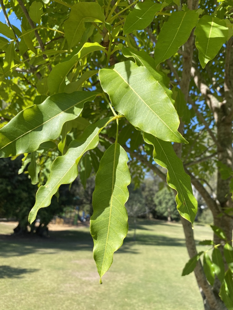 Crows Ash from Ferguson Park, Enoggera, QLD, AU on July 30, 2023 at 01: ...