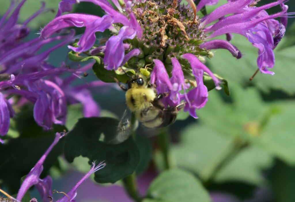 Two-spotted Bumble Bee in July 2023 by maryrose375 · iNaturalist