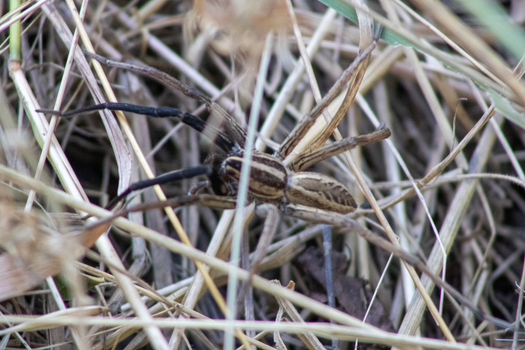 Rabid Wolf Spider from Williamson County, TX, USA on July 23, 2023 at ...