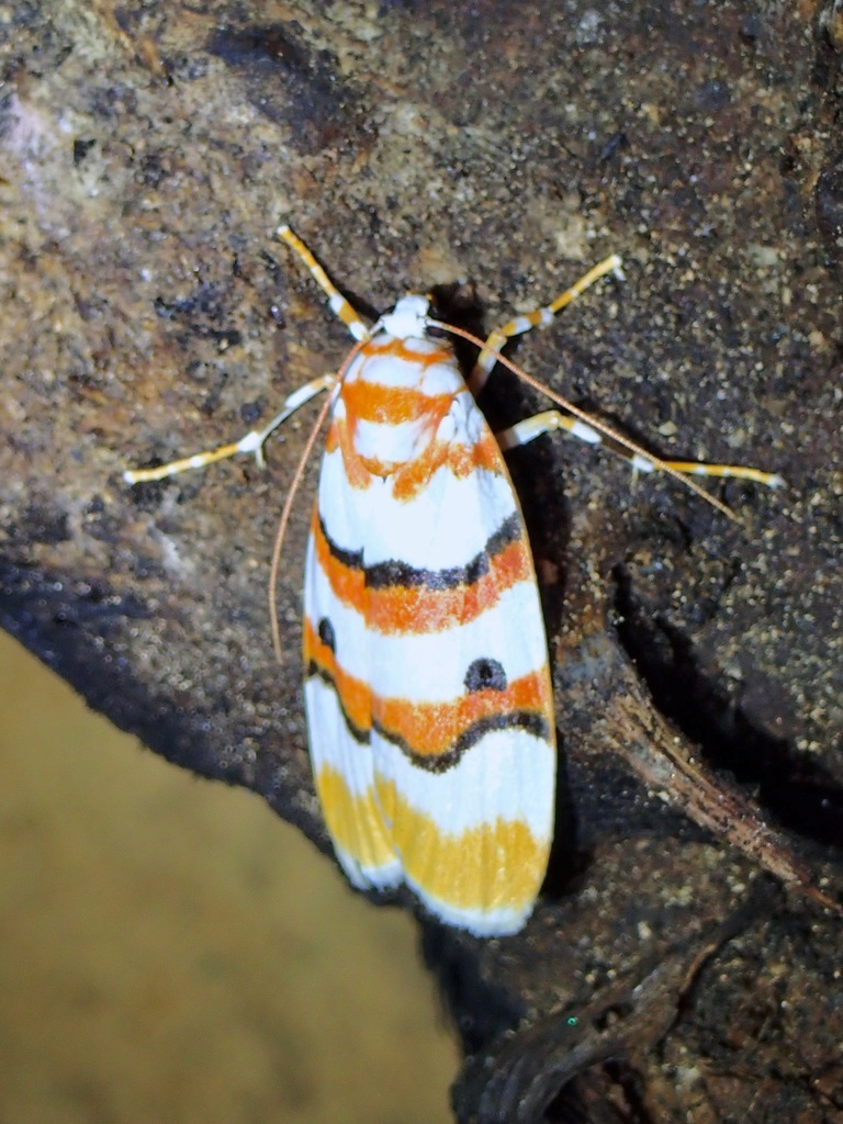 Cyana malayensis from Sabah, Malaysia on May 30, 2023 at 11:50 PM by ...