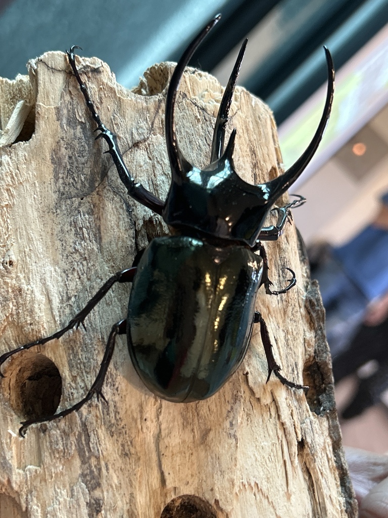 Atlas Beetle from 中央公園, 前金區, KHH, TW on July 30, 2023 at 11:21 AM by ...