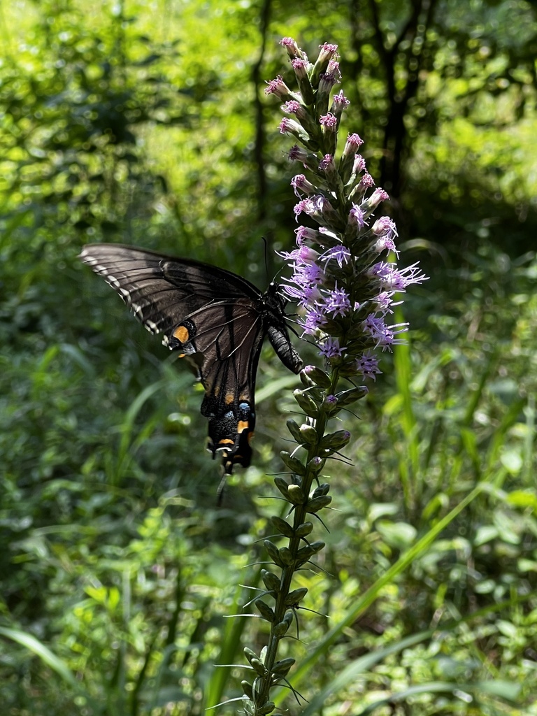 Eastern Tiger Swallowtail from Long Hunter State Park, Nashville, TN ...