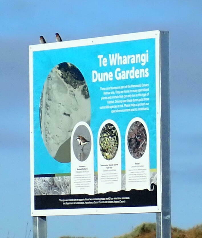 Welcome Swallow from Foxton Beach, New Zealand on July 30, 2023 at 09: ...