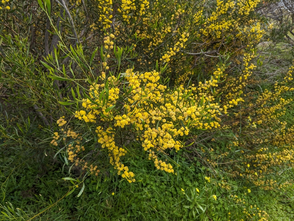 Hop-leaved Wattle from McCracken SA 5211, Australia on July 30, 2023 at ...