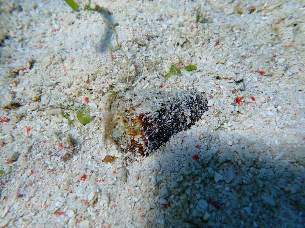 Virgin Cone from Komodo, Komodo, ID-NT-MB, ID-NT, ID on July 16, 2023 ...