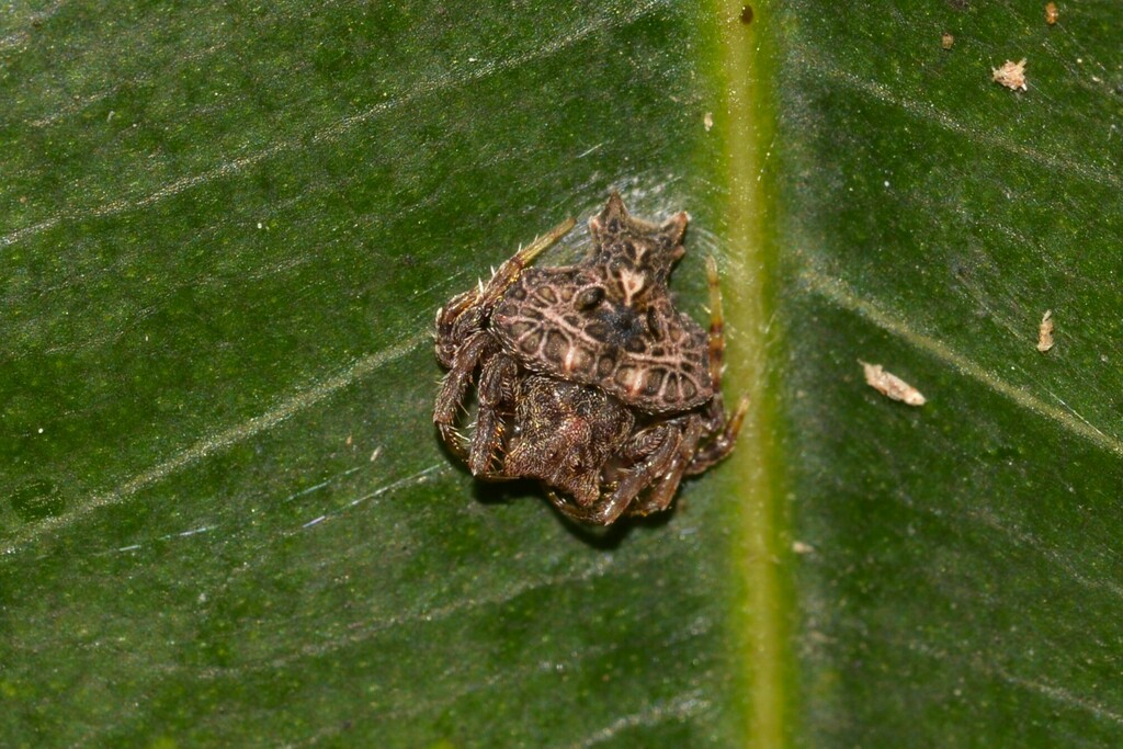 Winged Arkys from Coffs Harbour NSW, Australia on July 30, 2023 at 11: ...