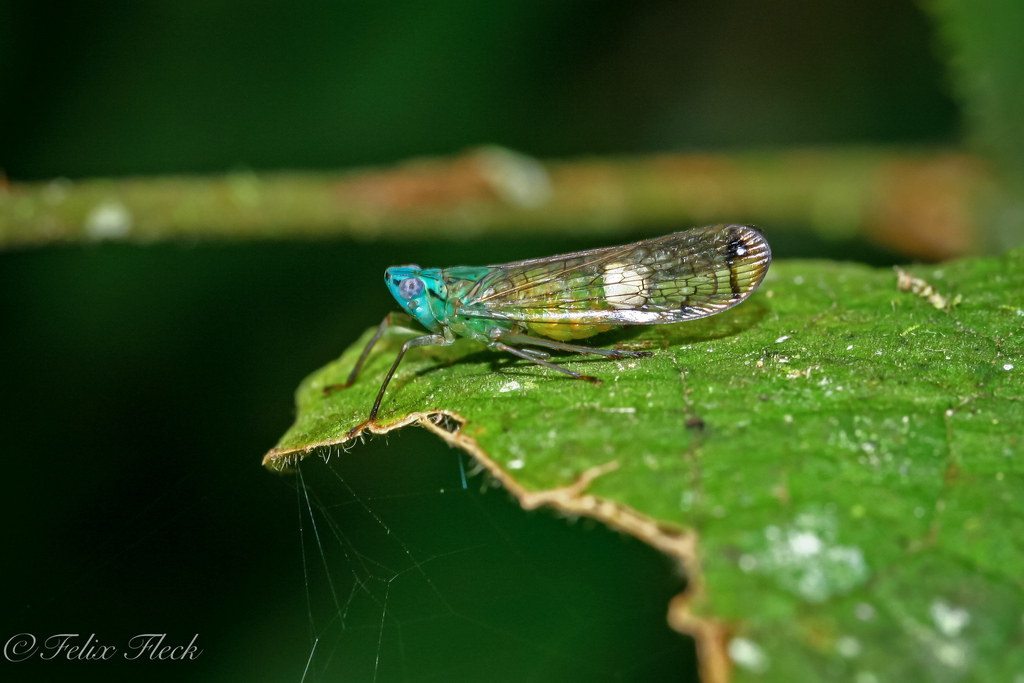 palm planthopper from Butchers Creek QLD 4885, Australia on March 08 ...
