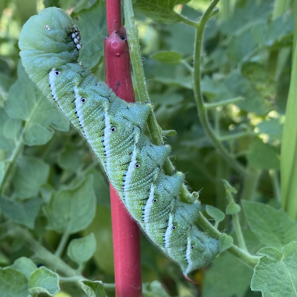 Carolina Sphinx from Leighton Ave, Union, NE, US on July 29, 2023 at 06 ...