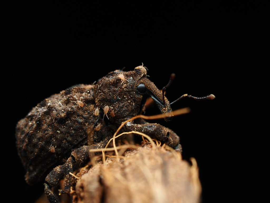 Sejidae from Sydney NSW, Australia on July 29, 2023 by Cynthia Chan ...