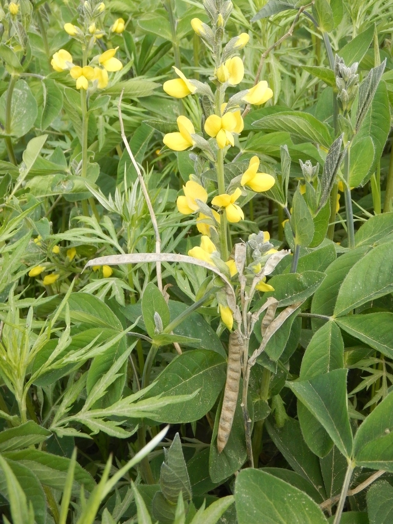 (Thermopsis lupinoides) - Botanical Realm