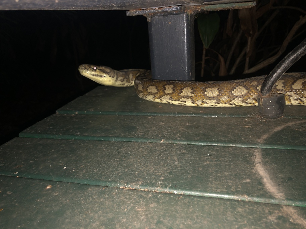 Darwin Carpet Python from Melaleuca Rd, Howard Springs, NT, AU on July ...