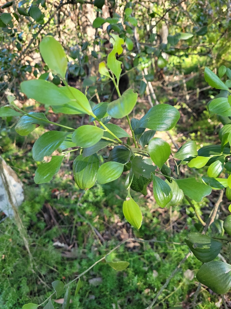 Broad Leaved Native Cherry from Helensvale QLD 4212, Australia on July ...