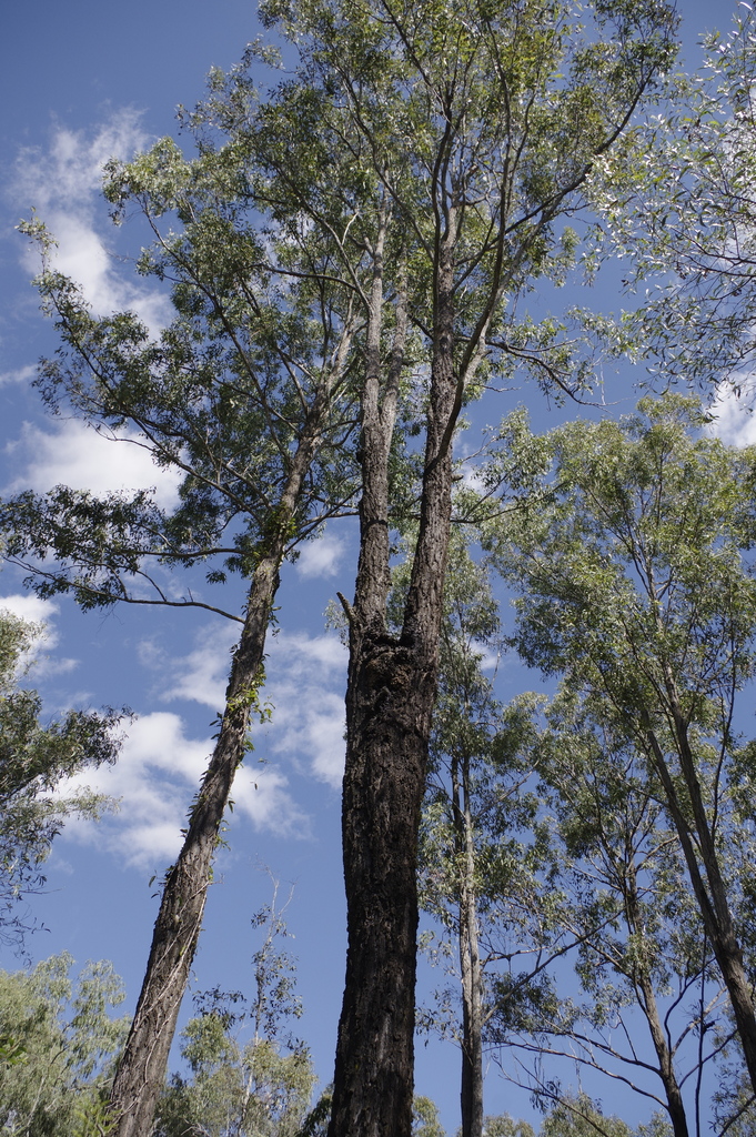 Northern Grey Ironbark from Maryborough QLD 4650, Australia on July 30 ...