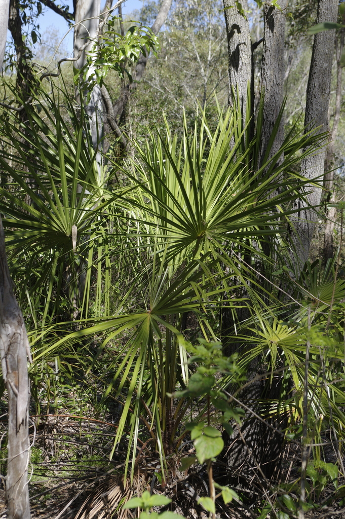 Ribbon Fan Palm from Maryborough QLD 4650, Australia on July 30, 2023 ...
