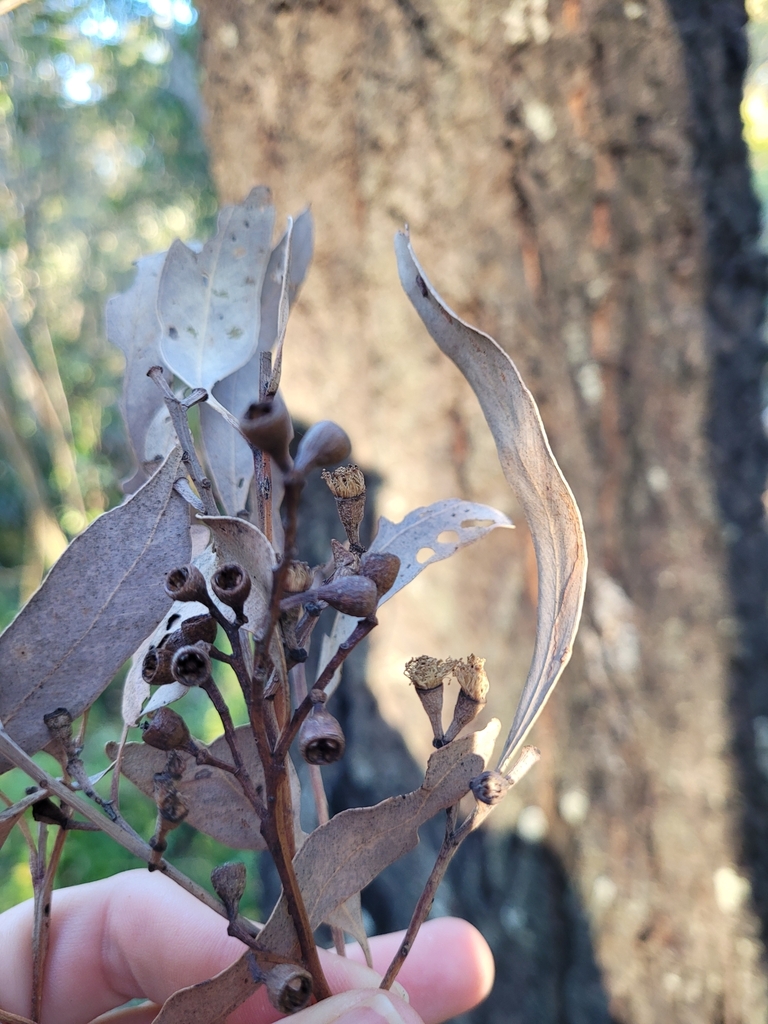Northern Grey Ironbark from Helensvale QLD 4212, Australia on July 30 ...