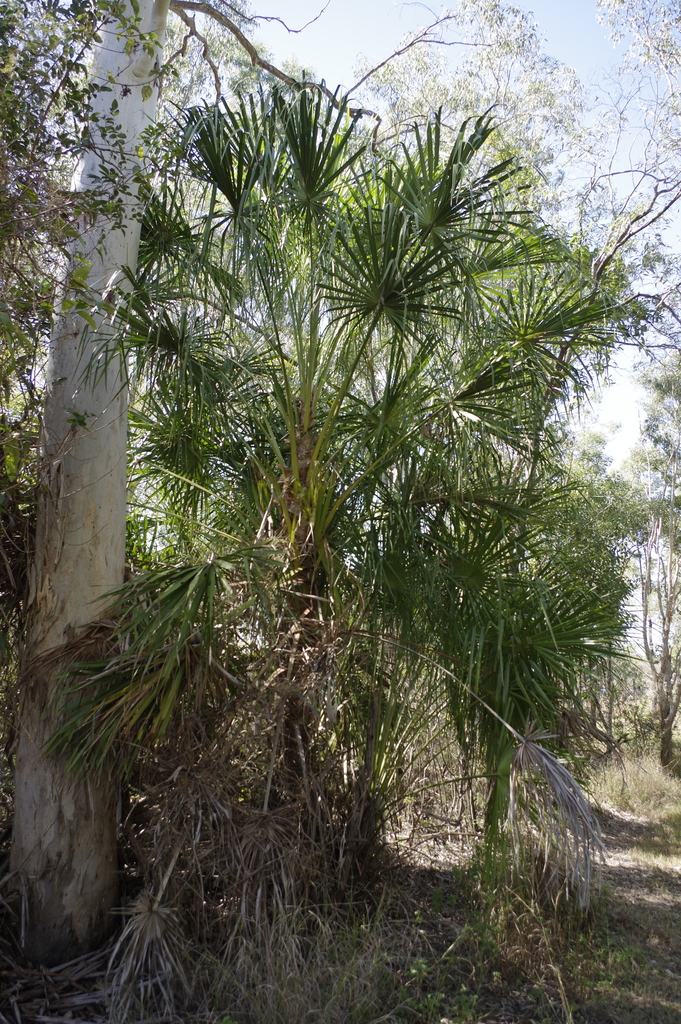 Ribbon Fan Palm from Maryborough QLD 4650, Australia on July 30, 2023 ...