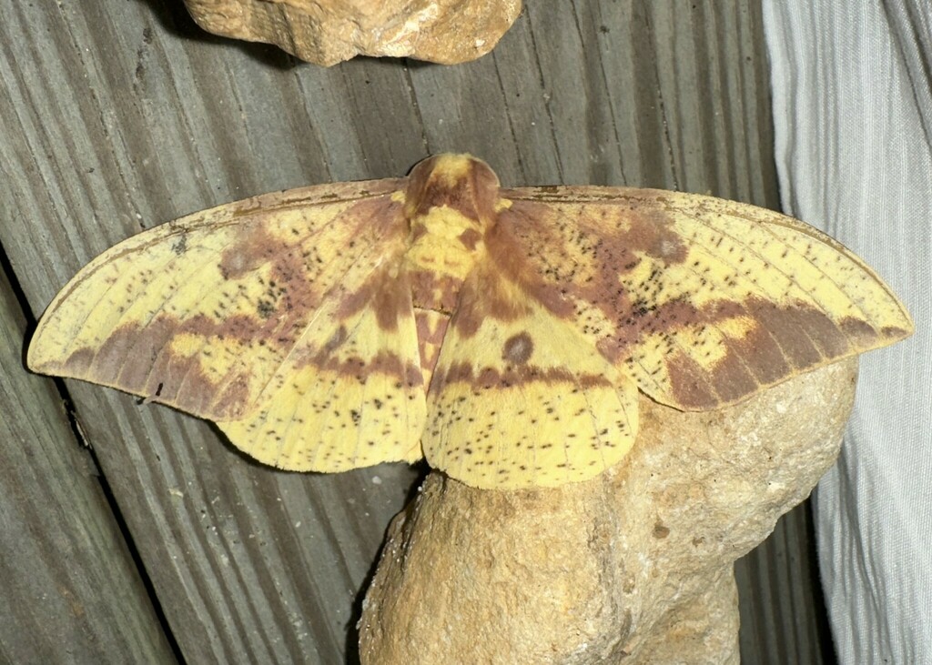Imperial Moth from Paint Rock Forest Research Center, Jackson County ...