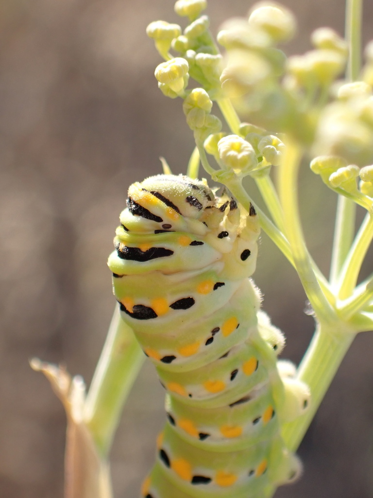 Anise Swallowtail in July 2023 by Albert Cardona. Caterpillar on fennel ...