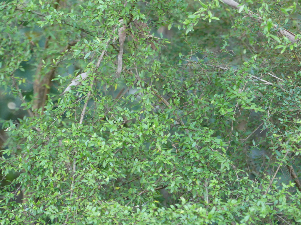 Prickly Currant-Bush from Bemboka NSW 2550, Australia on July 30, 2023 ...