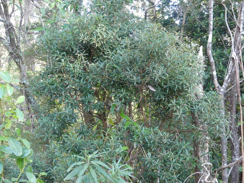 Banyalla from Bemboka NSW 2550, Australia on July 30, 2023 at 10:20 AM ...