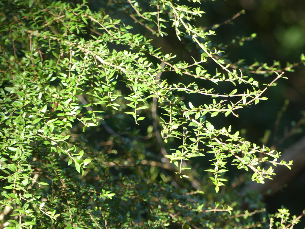 Prickly Currant-Bush from Bemboka NSW 2550, Australia on July 30, 2023 ...