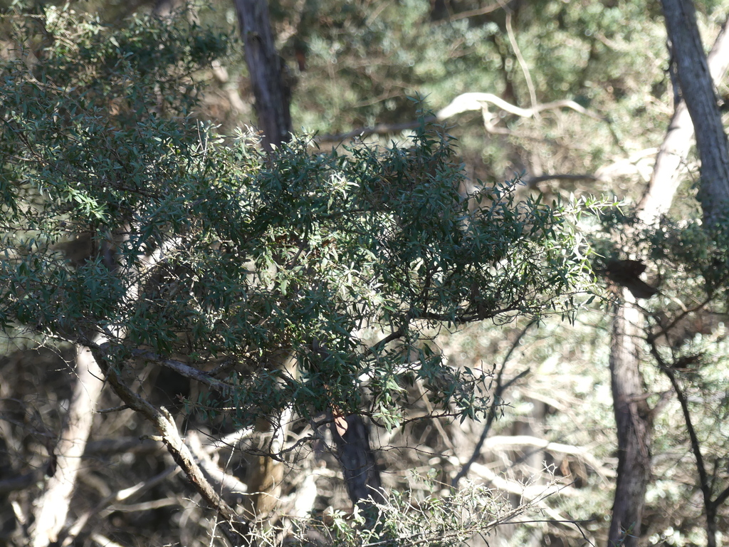mountain tea-tree from Bemboka NSW 2550, Australia on July 30, 2023 at ...