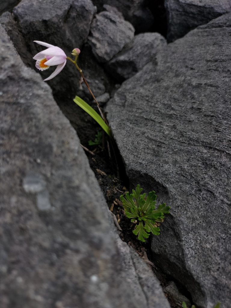 Bletilla formosana from 972台灣花蓮縣崇德村 on May 28, 2023 at 12:37 PM by ...