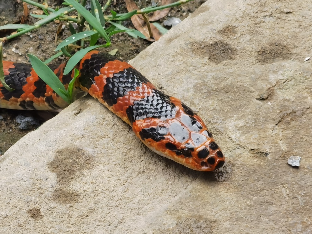 Red-banded Snake from 河北省承德市 on July 22, 2023 at 04:01 PM by amicius ...