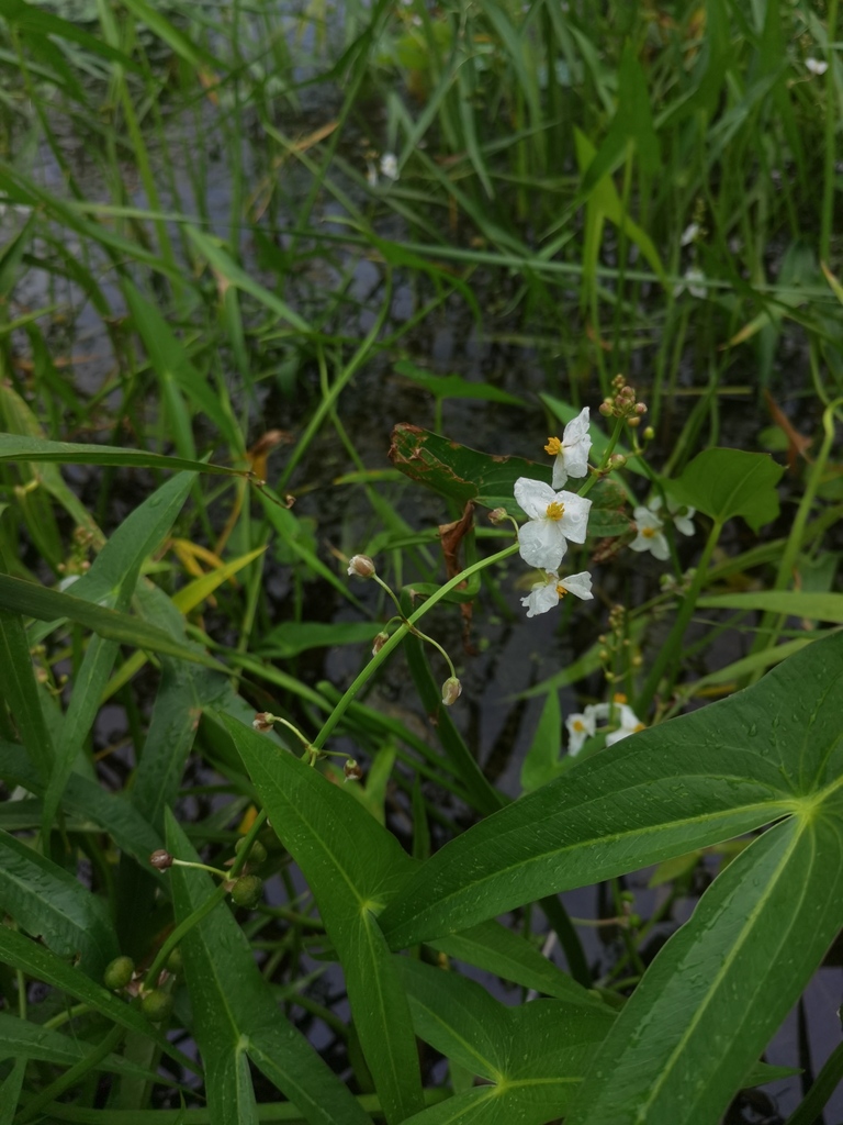 Chinese Arrowhead from 河北省承德市 on July 22, 2023 at 03:12 PM by amicius ...
